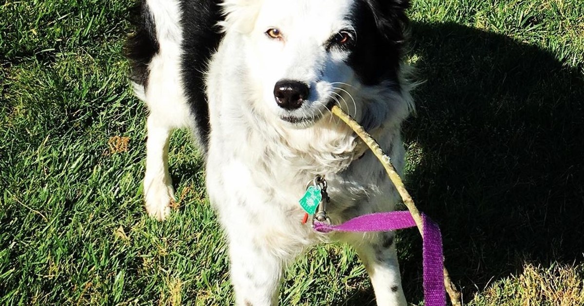 Chaser: Η Αϊνστάιν των σκύλων