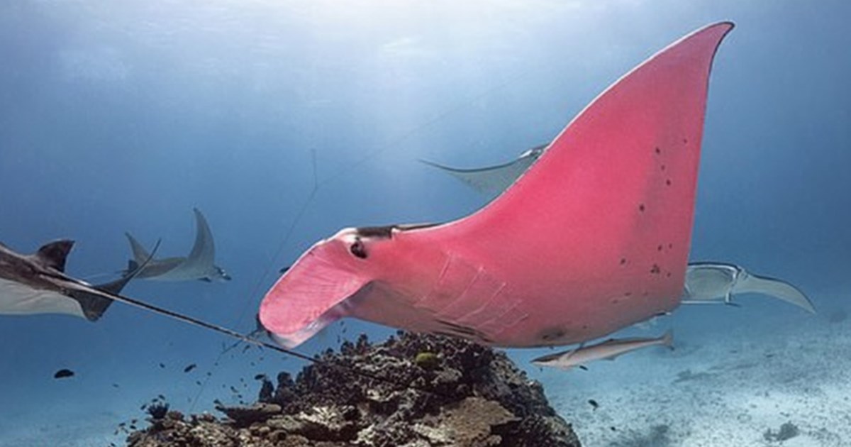 Ο ροζ πάνθηρας σε σαλάχι: Αλλόκοτο χρώμα και τεράστιο μέγεθος για ένα ...